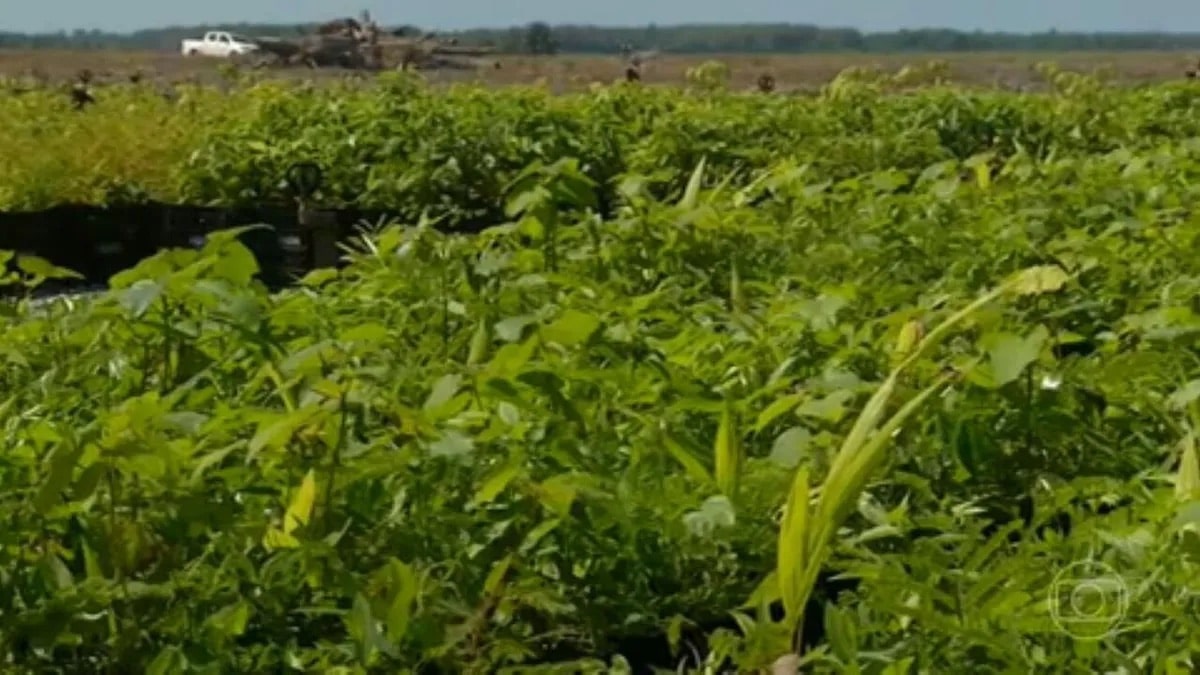 Amazon: farm in Pará sets an example in recovering degraded areas ...
